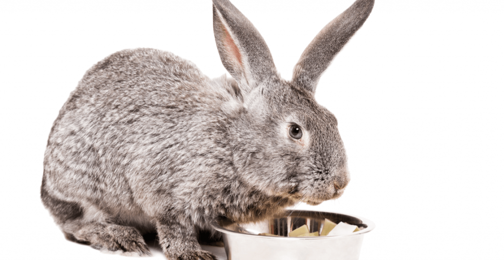 Rabbit Care Certification - Newlink Online Courses